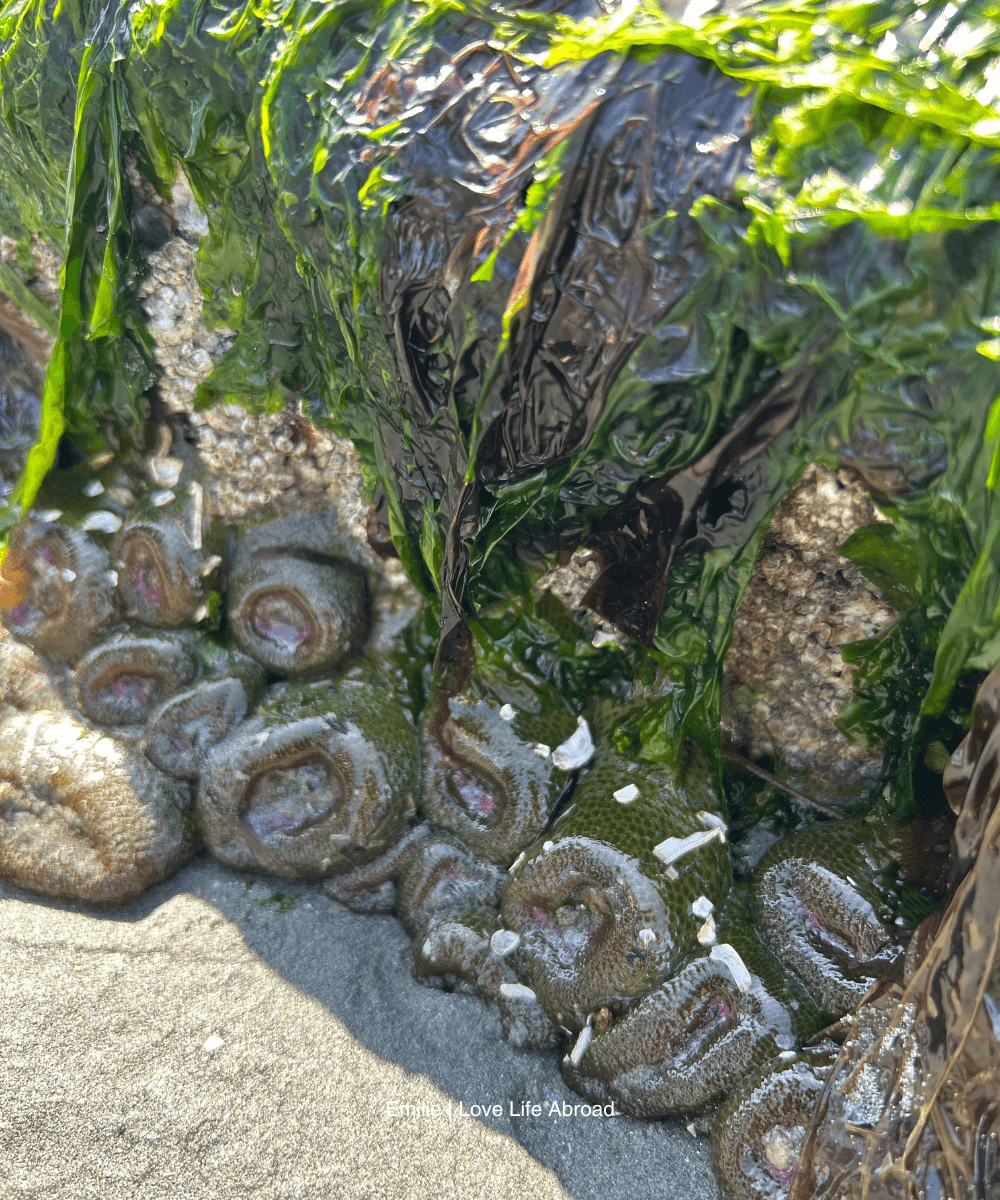 Tofino with Kids: 5 Unique Activities You Haven’t Tried Yet